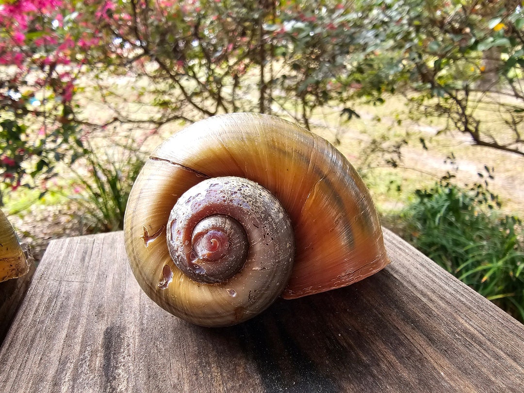 6 Apple Snail Shells - Etsy