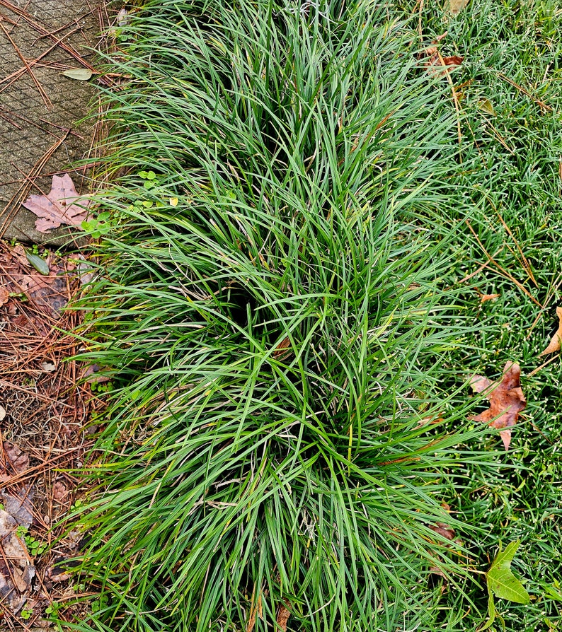 200 Individual Mondo Grass Plants Ornamental Grass Bare Root Border ...