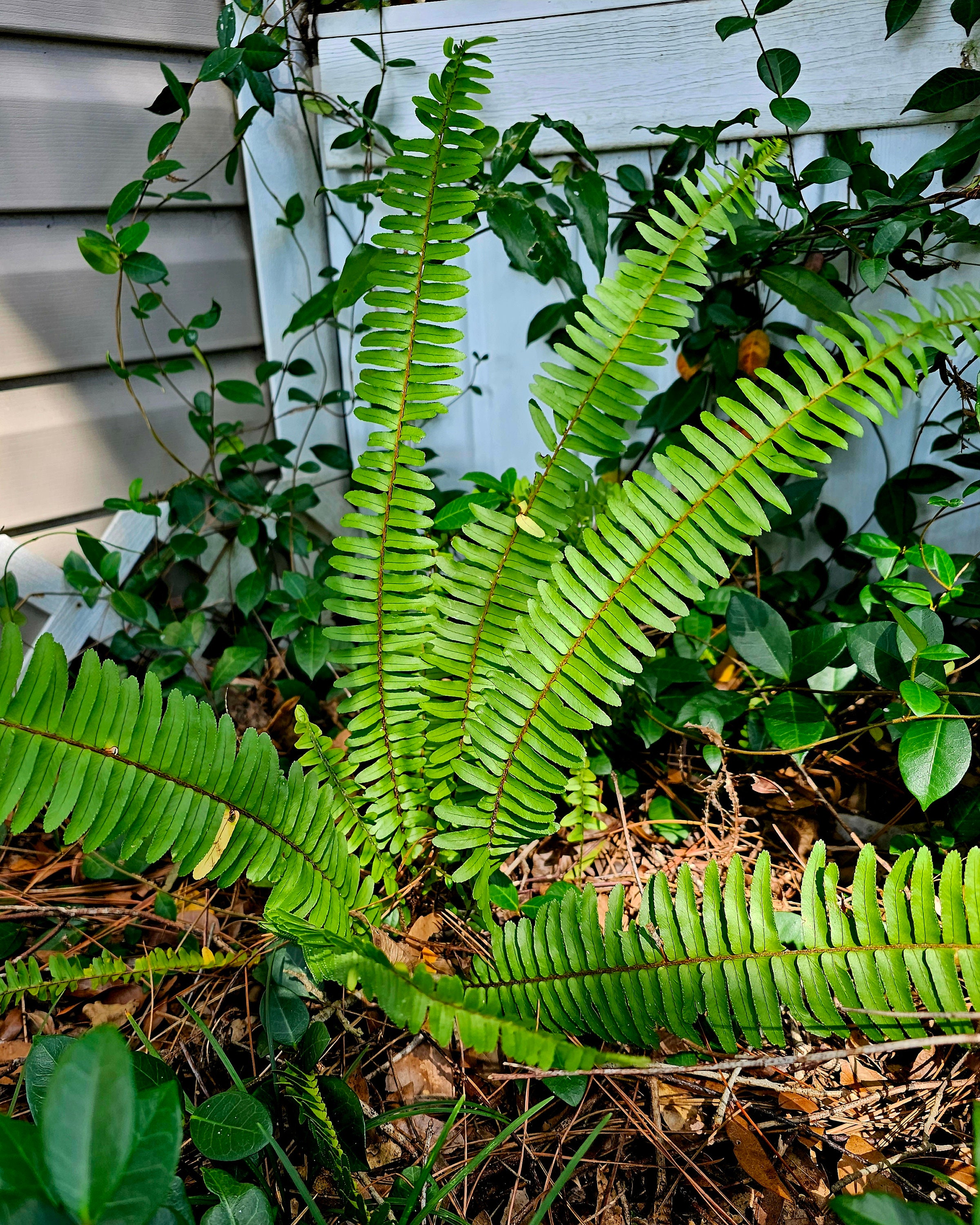 10 Live Boston Fern Clumps - Bare Root - Sword Fern - Plants - Ferns ...