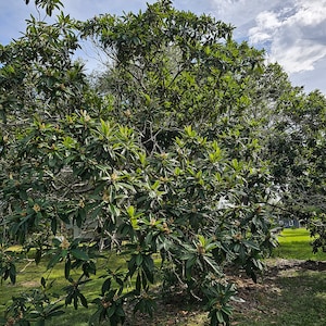 30 Organic Loquat Leaves - Freshly Picked - Florida Grown - Japanese ...