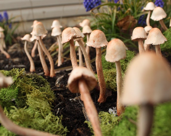 Set of Realistic Tan Mushrooms, Mushroom Lover Gift, Boho Decor ...