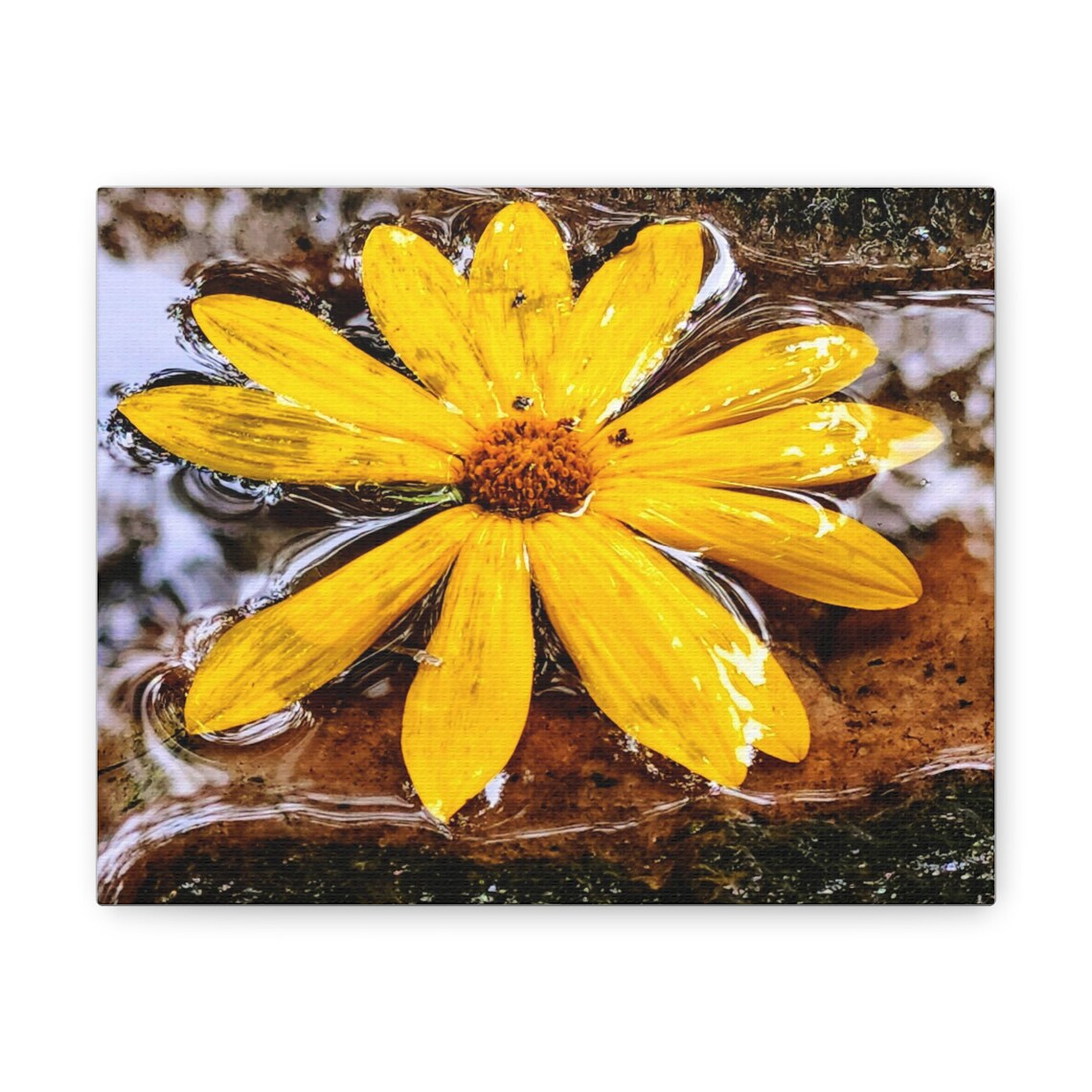 Floating Daisy in Water Photo on Canvas - Etsy