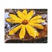 Floating Daisy in Water Photo on Canvas - Etsy
