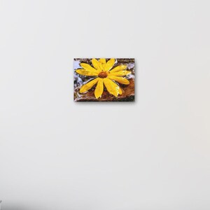 Floating Daisy in Water Photo on Canvas - Etsy