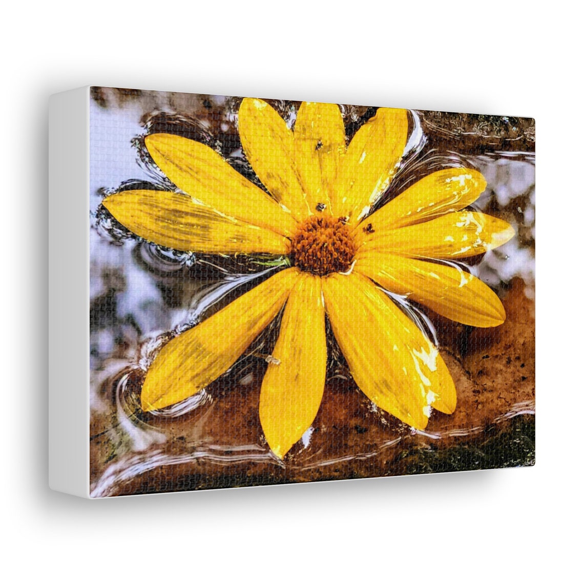 Floating Daisy in Water Photo on Canvas - Etsy