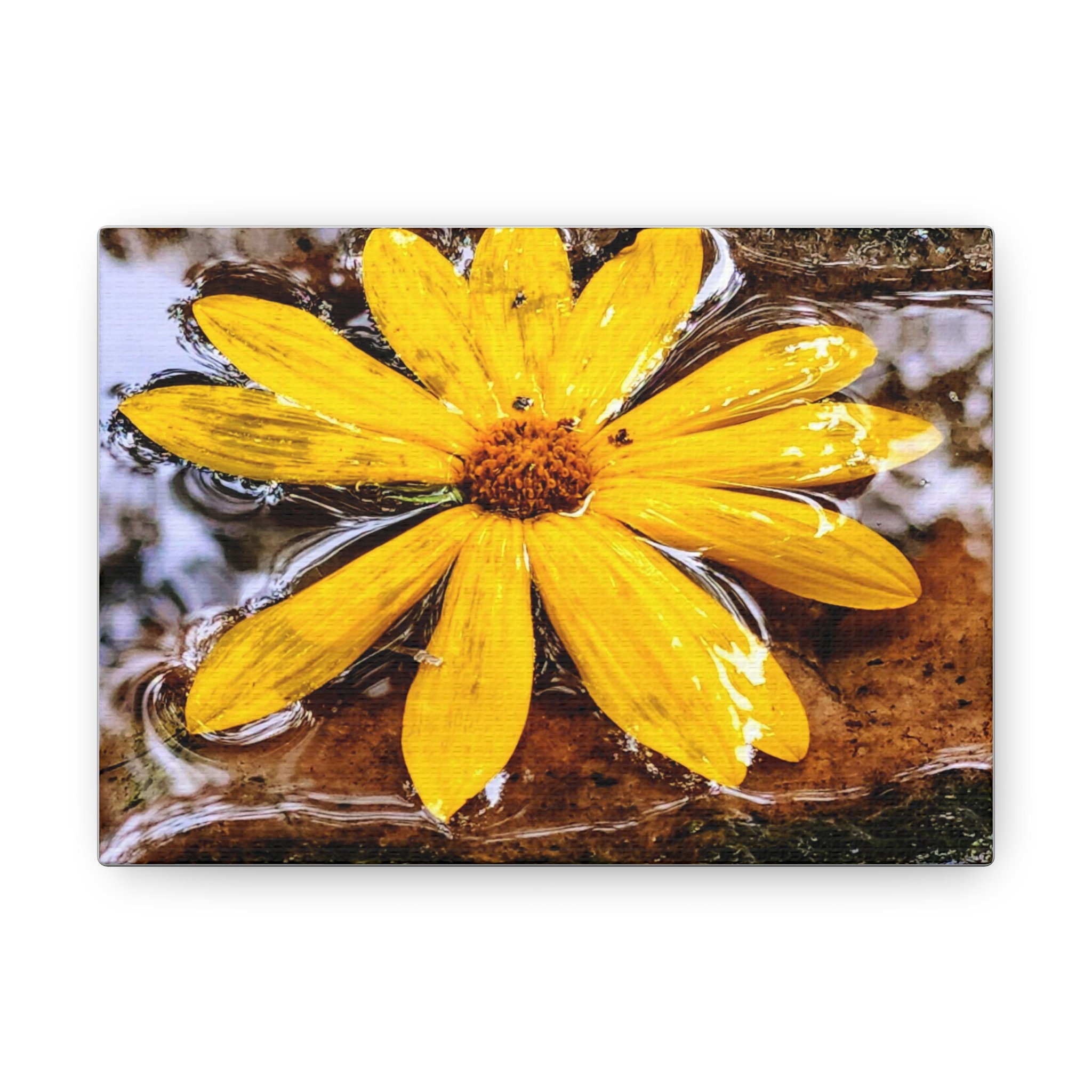 Floating Daisy in Water Photo on Canvas - Etsy