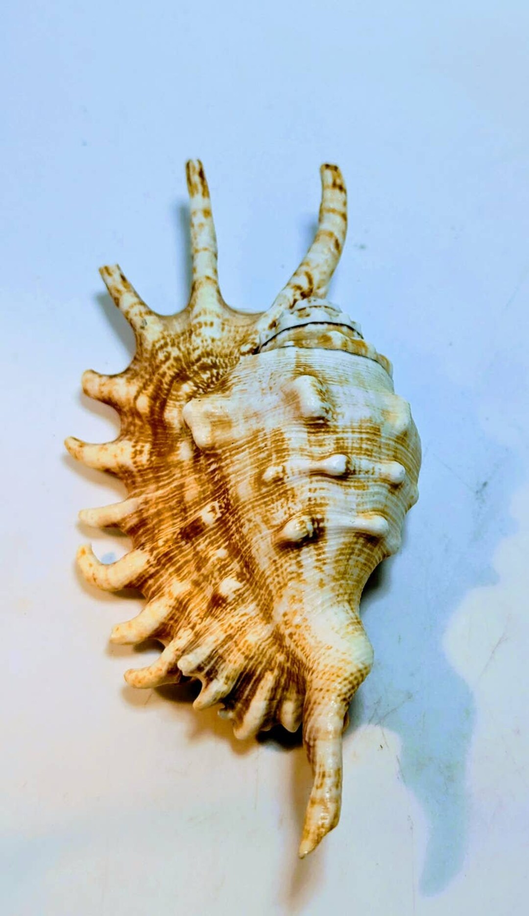 Spider Conch Lambis Truncata Sea Shell 139mm 5.5 - Etsy