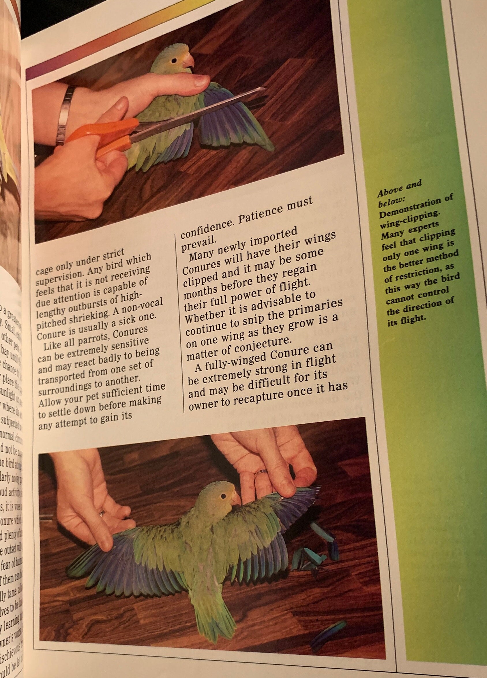 The Professional's Book of Conures Hardcover – 1991 by John Coborn ...