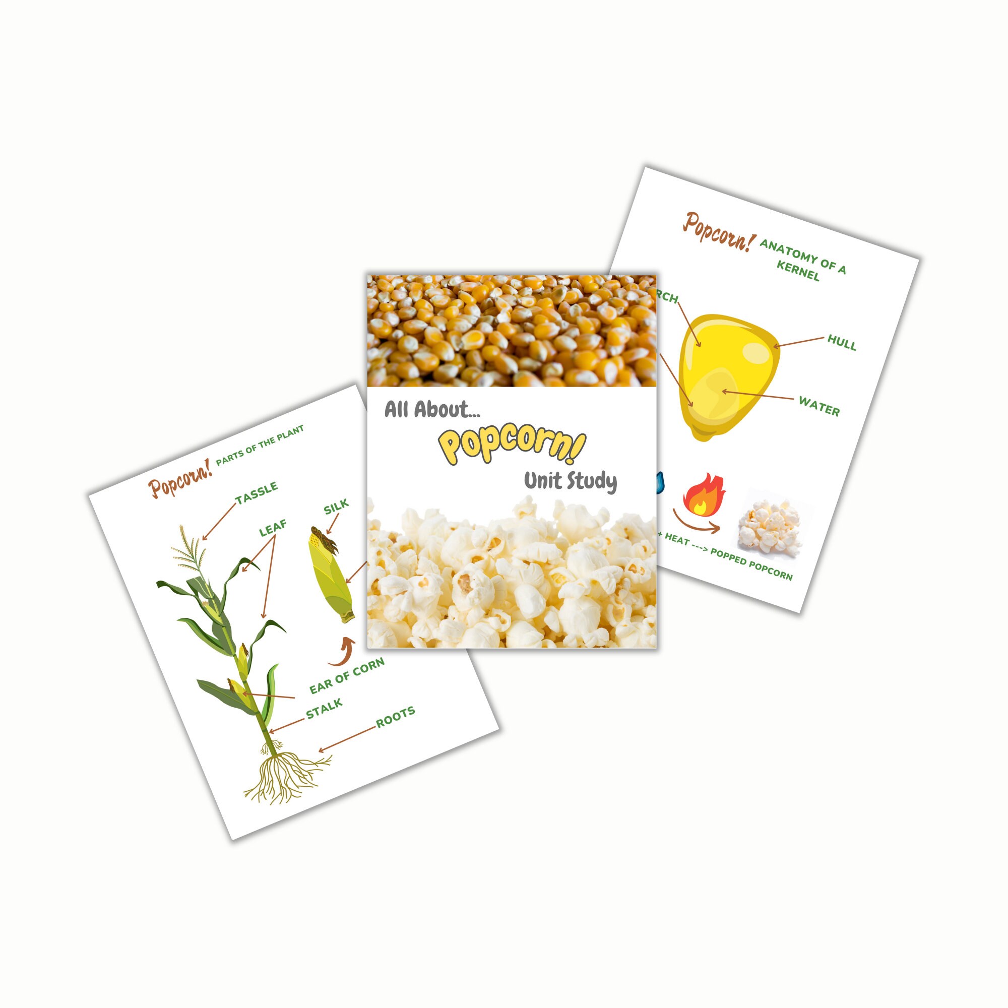 Popcorn Unit Study for Homeschool - Etsy