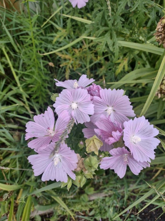 Pack of 40 Wild Musk-mallow Seeds pink - Etsy