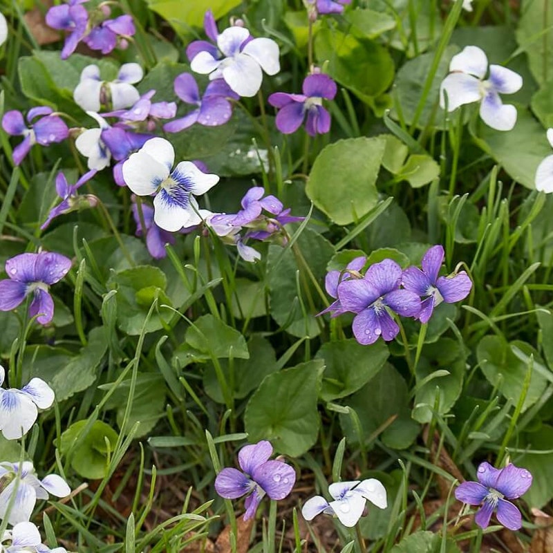 Wild Violet Seeds - Etsy