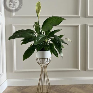 Steel Metal Plant Stands, Plant Box, Flower Stand, Free Standing Plant ...