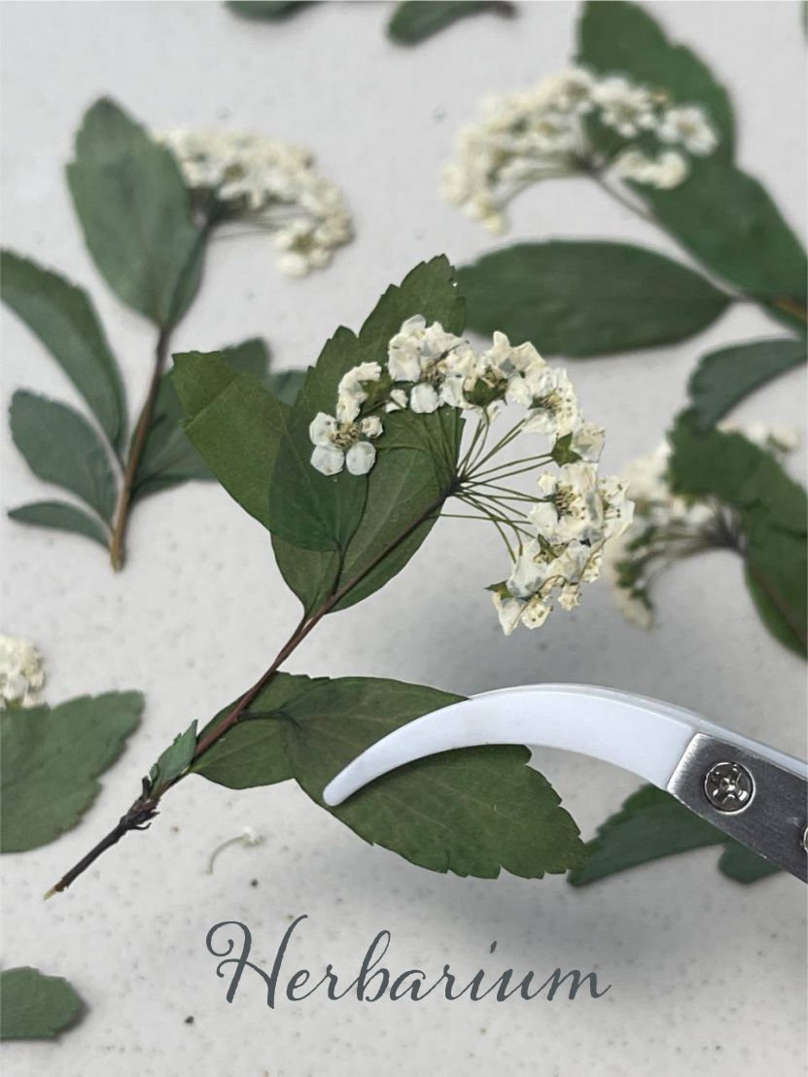 Dried Food Safe Pressed Flowers and Leaves White 12pcs. - Etsy