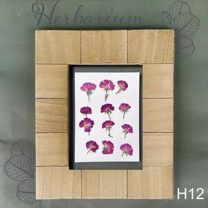 Dried Food Safe Pressed Flowers and Leaves 12pcs. - Etsy