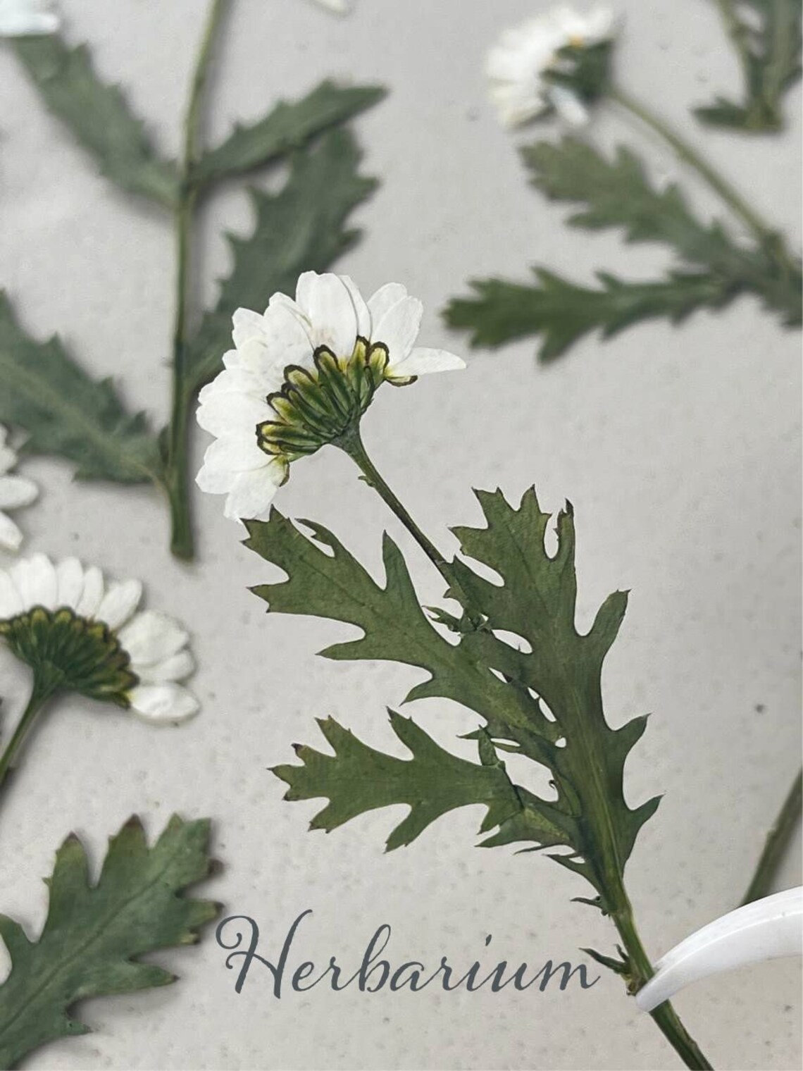 Dried Food Safe Pressed Flowers and Leaves White 12pcs. - Etsy