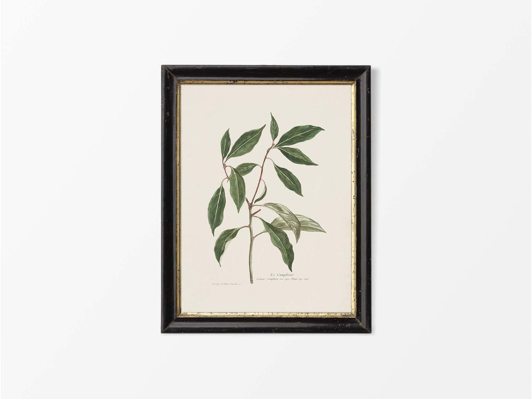 Vintage Camphor Tree Botanical Drawing, Antique Leaves Still Life ...