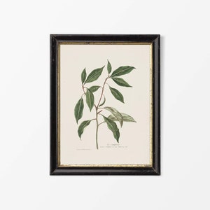 Vintage Camphor Tree Botanical Drawing, Antique Leaves Still Life ...