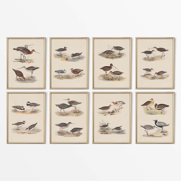 Shorebirds - Etsy