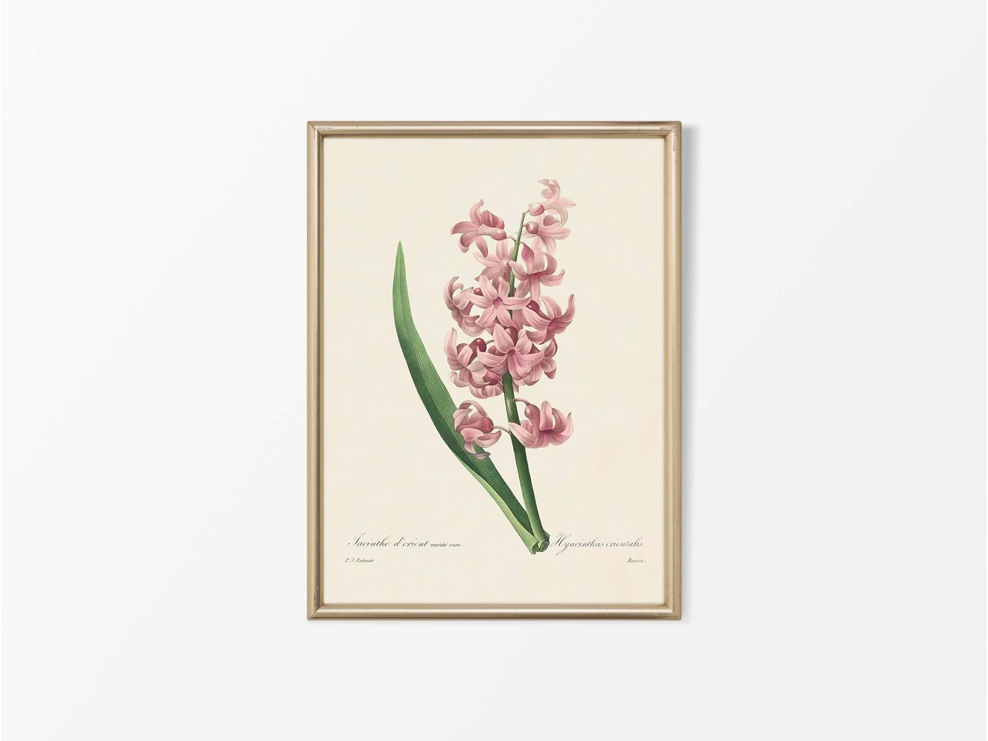 Vintage Hyacinth Botanical Drawing Illustration, Antique Floral Still ...