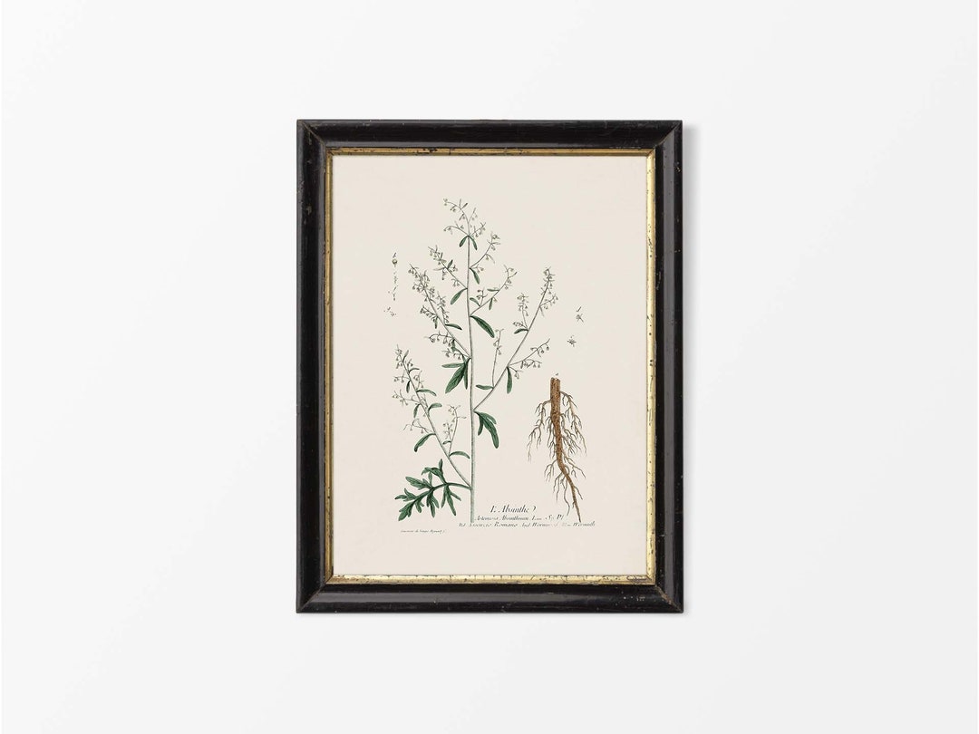 Vintage Wormwood Botanical Drawing Illustration, Neutral Floral Art ...