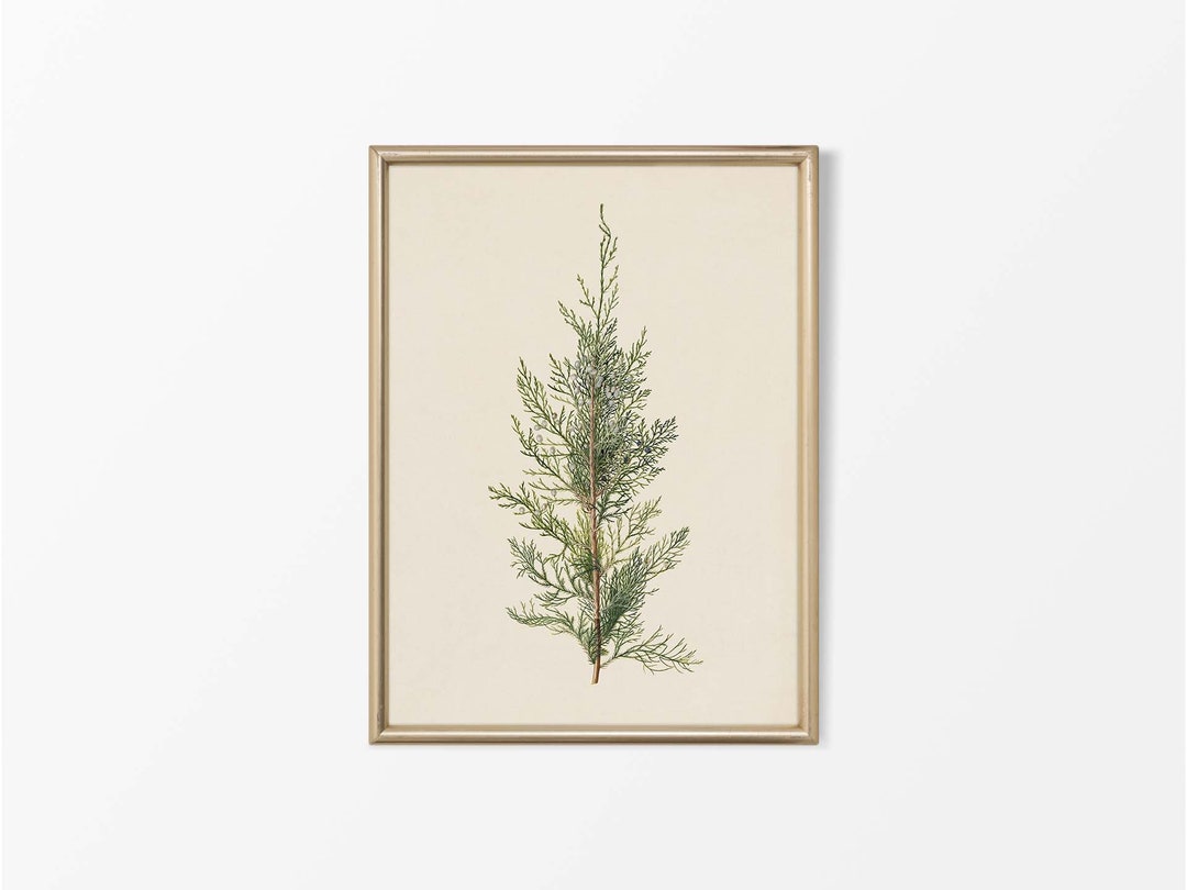 Vintage Juniper Watercolour Painting, Antique Botanical Christmas Still ...