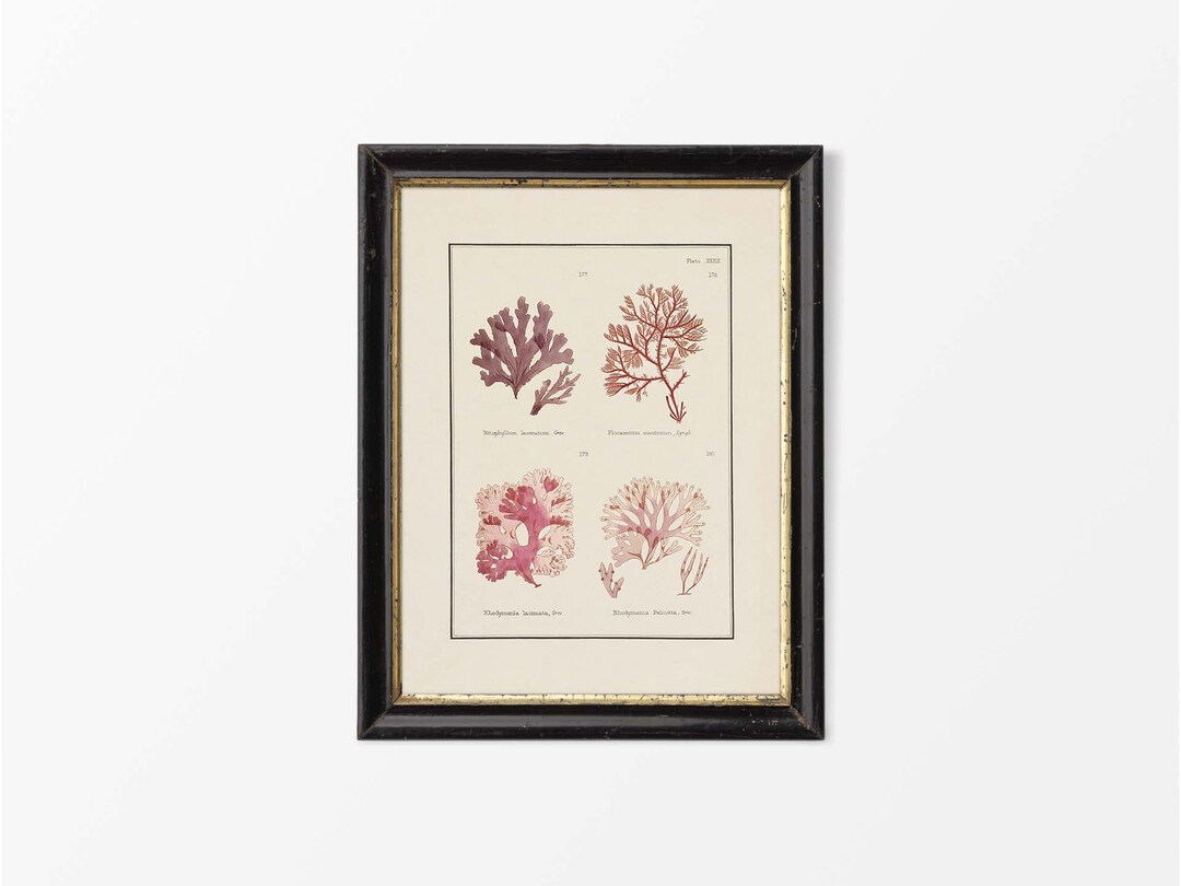 Seaweed Botanical Drawing, Vintage Coastal Wall Art, Antique Still Life ...