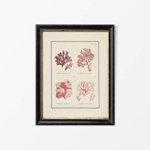 Seaweed Botanical Drawing, Vintage Coastal Wall Art, Antique Still Life ...