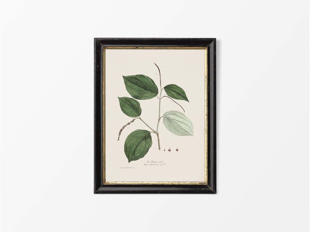 Vintage Black Pepper Botanical Drawing, Antique Leaves Still Life ...