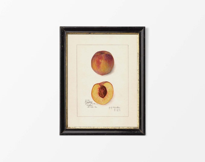 Original 1911s Still Life "strawberries" Oil on Canvas, Antique Fruits ...