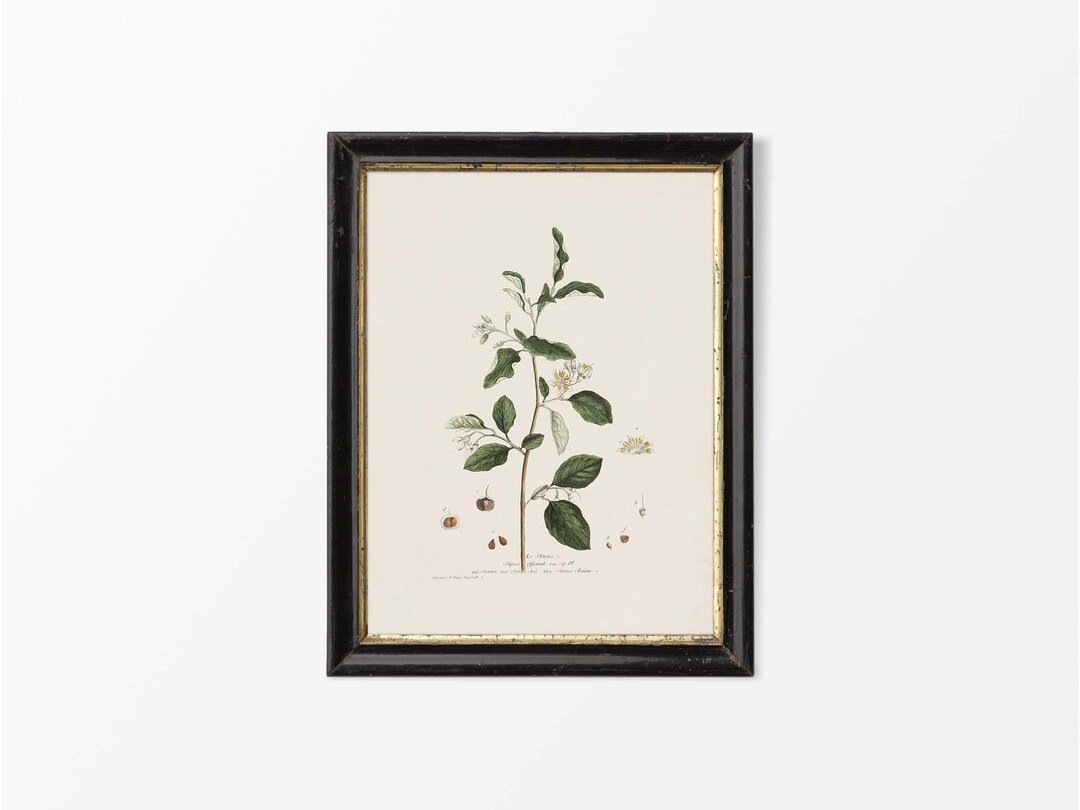 Vintage Storax Tree Botanical Drawing Illustration, Neutral Floral Art ...