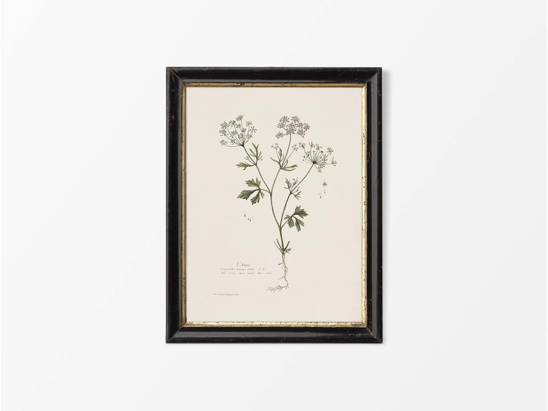 Vintage Aniseed Botanical Drawing Illustration, Neutral Floral Wall Art ...