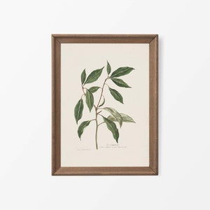 Vintage Camphor Tree Botanical Drawing, Antique Leaves Still Life ...