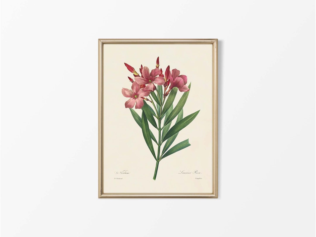 Vintage Nerium Oleander Botanical Drawing Illustration, Antique Floral ...