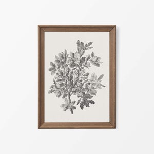 Antique Oak Tree Botanical Drawing, Vintage Leaf Still Life Sketch ...