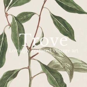Vintage Camphor Tree Botanical Drawing, Antique Leaves Still Life ...