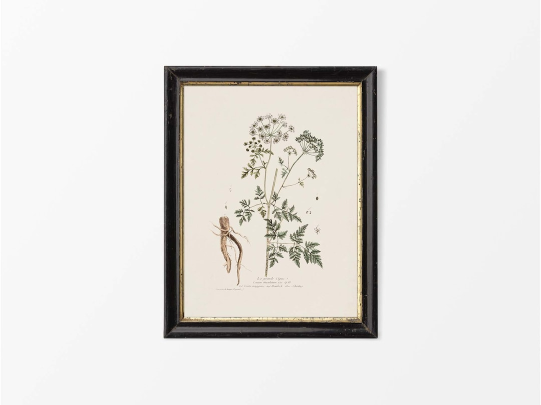 Vintage Hemlock Botanical Drawing Illustration, Neutral Floral Wall Art ...