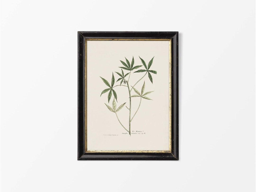 Vintage Cassava Tapioca Botanical Drawing, Antique Leaves Still Life ...