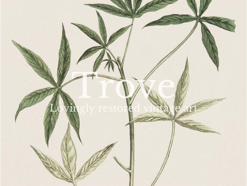 Vintage Cassava Tapioca Botanical Drawing, Antique Leaves Still Life ...