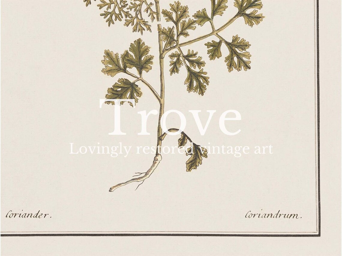Vintage Coriander Cilantro Botanical Painting, Antique Still Life ...
