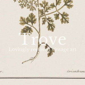 Vintage Coriander Cilantro Botanical Painting, Antique Still Life ...