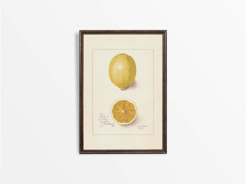 Antique Lemon Drawing, Fruit Wall Art, Vintage Still Life Watercolour ...