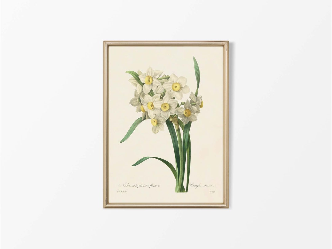 Vintage Daffodil Botanical Drawing Illustration, Antique Floral Still ...