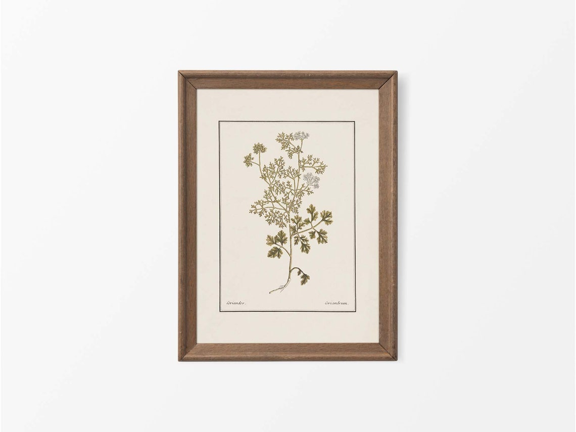 Vintage Coriander Cilantro Botanical Painting, Antique Still Life ...