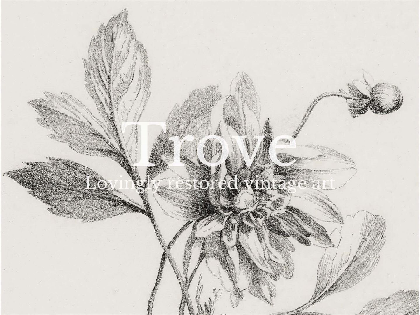 Botanical Flower Drawing