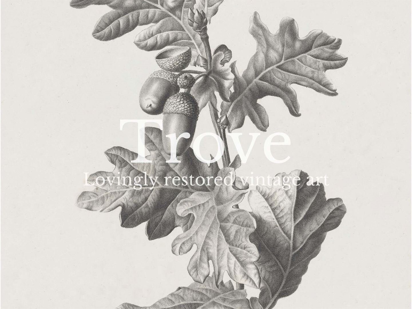 Antique Oak Tree Botanical Drawing, Vintage Acorn Still Life Sketch ...