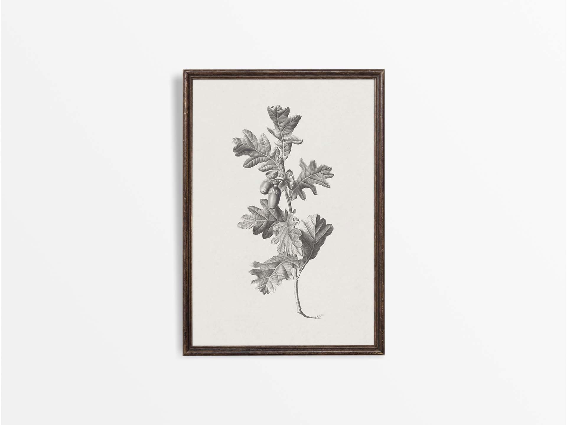 Antique Oak Tree Botanical Drawing, Vintage Acorn Still Life Sketch ...