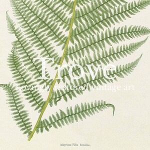 Vintage Fern Botanical Drawing, Neutral Leaf Wall Art Illustration ...