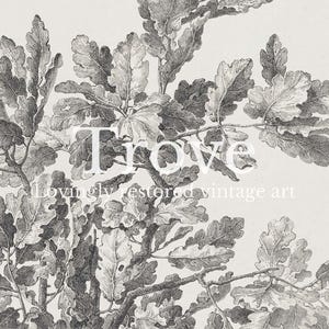 Antique Oak Tree Botanical Drawing, Vintage Leaf Still Life Sketch ...