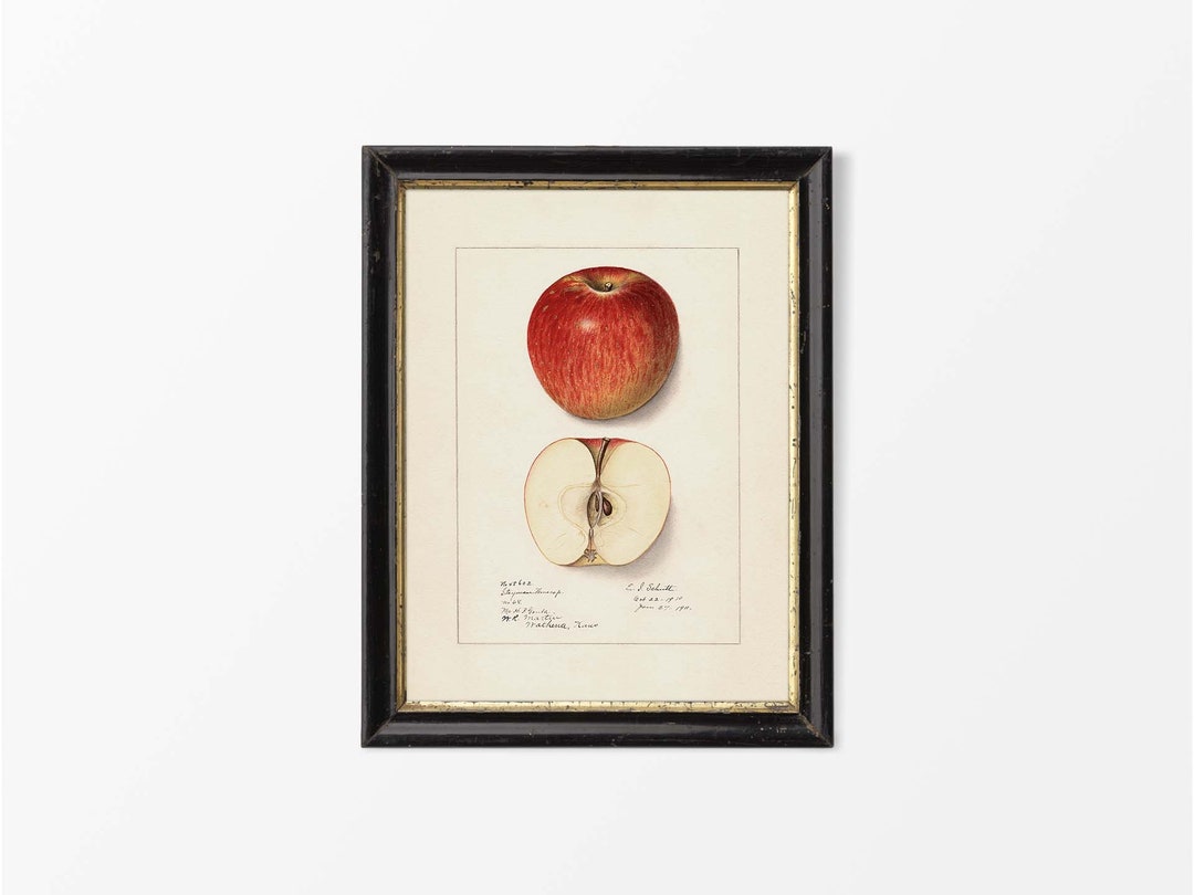 Antique Red Apple Drawing, Fruit Art, Vintage Still Life Watercolour ...
