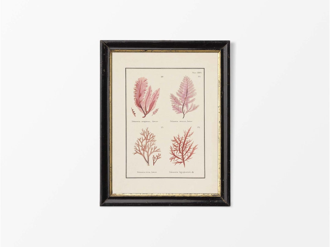 Antique Still Life Painting, Seaweed Botanical Drawing, Vintage Coastal ...